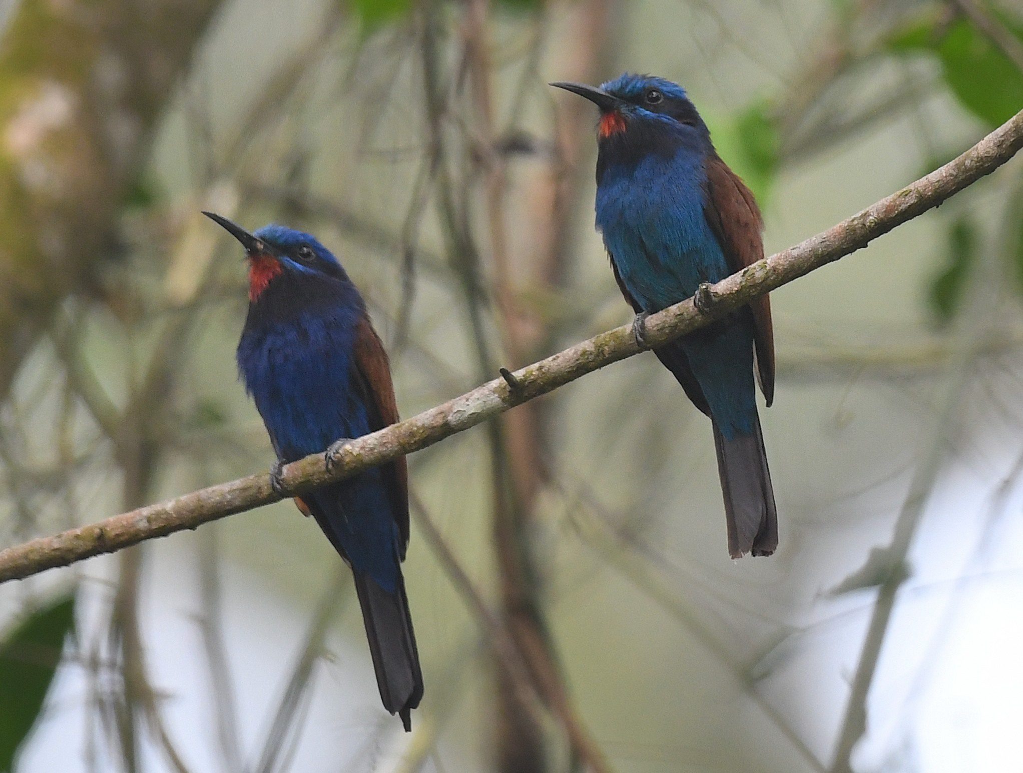 3 Days Atewa Forest Birding Tour. – Adventure Birding Tours