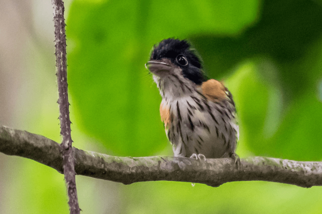 3 Days Ankasa Forest Birding Tour. – Adventure Birding Tours