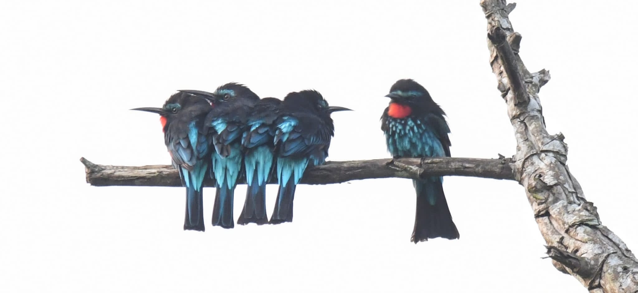 Fat Birder Ghana. – Adventure Birding Tours